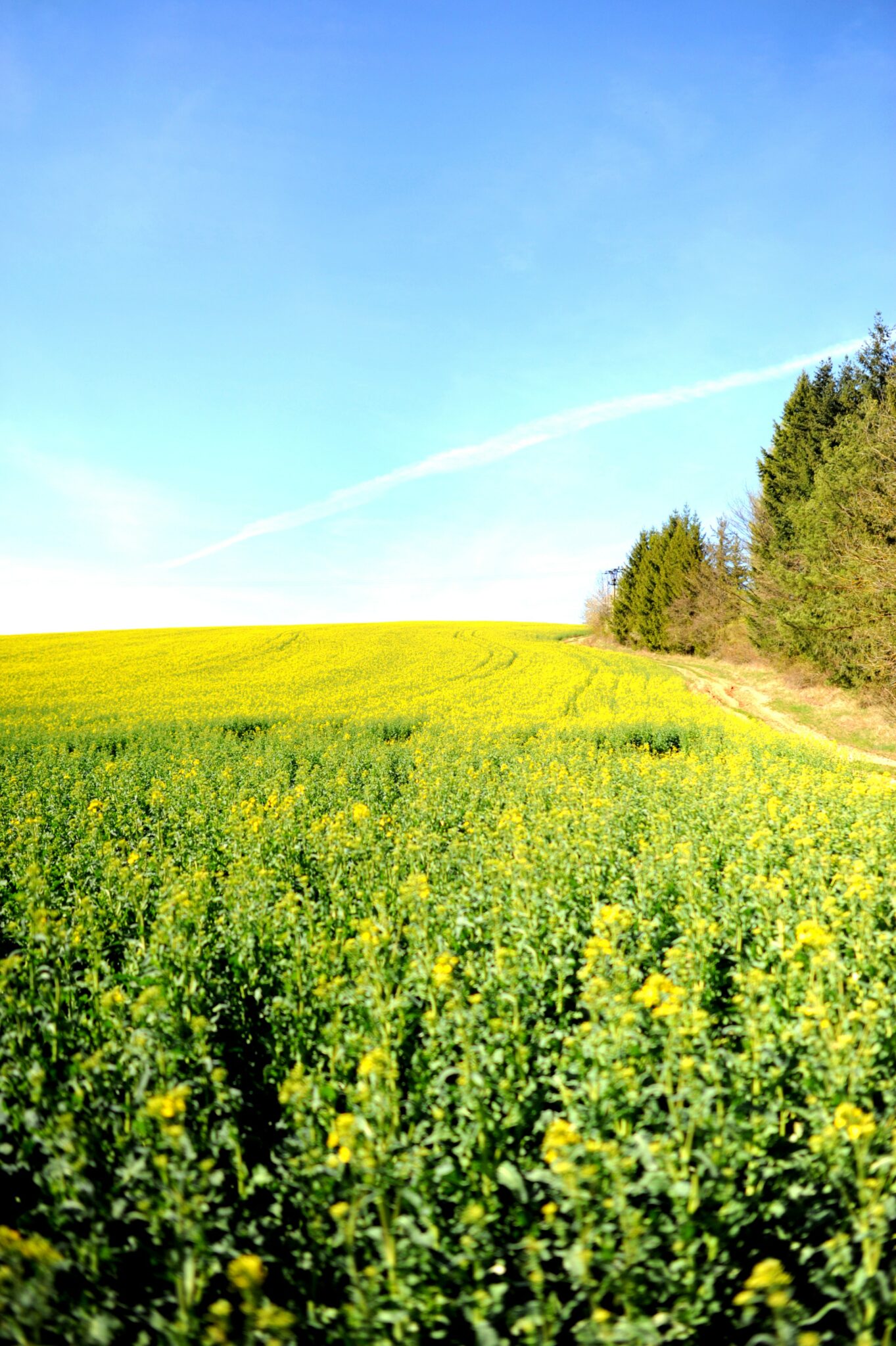 Řepka jako rukojmí? – Foodpioneer